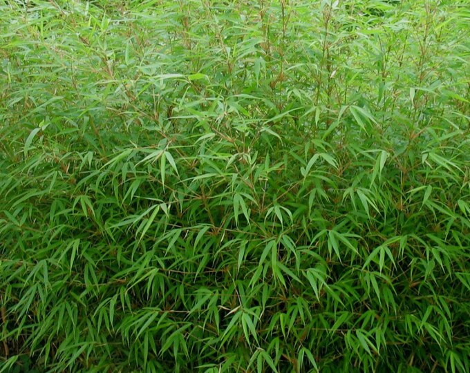 Viburnum Burkwoodii 'mohawk' Burkwood Viburnum Live Plant 4 Pot Size - Etsy