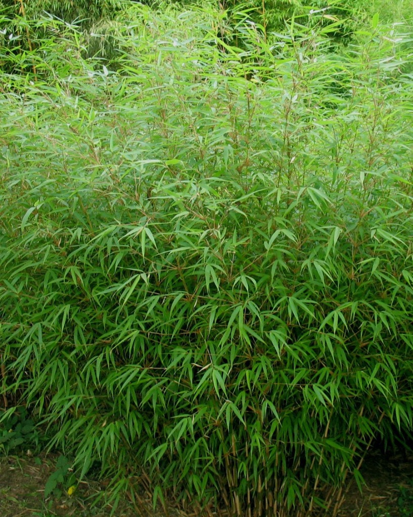 25 Seeds Of Fargesia Guinzhou,,Red,Bamboo Red Bamboo,Non-Invasive ...