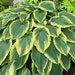 Hosta 'drop-dead Gorgeous' 3 Pot Size Starter Plant - Etsy