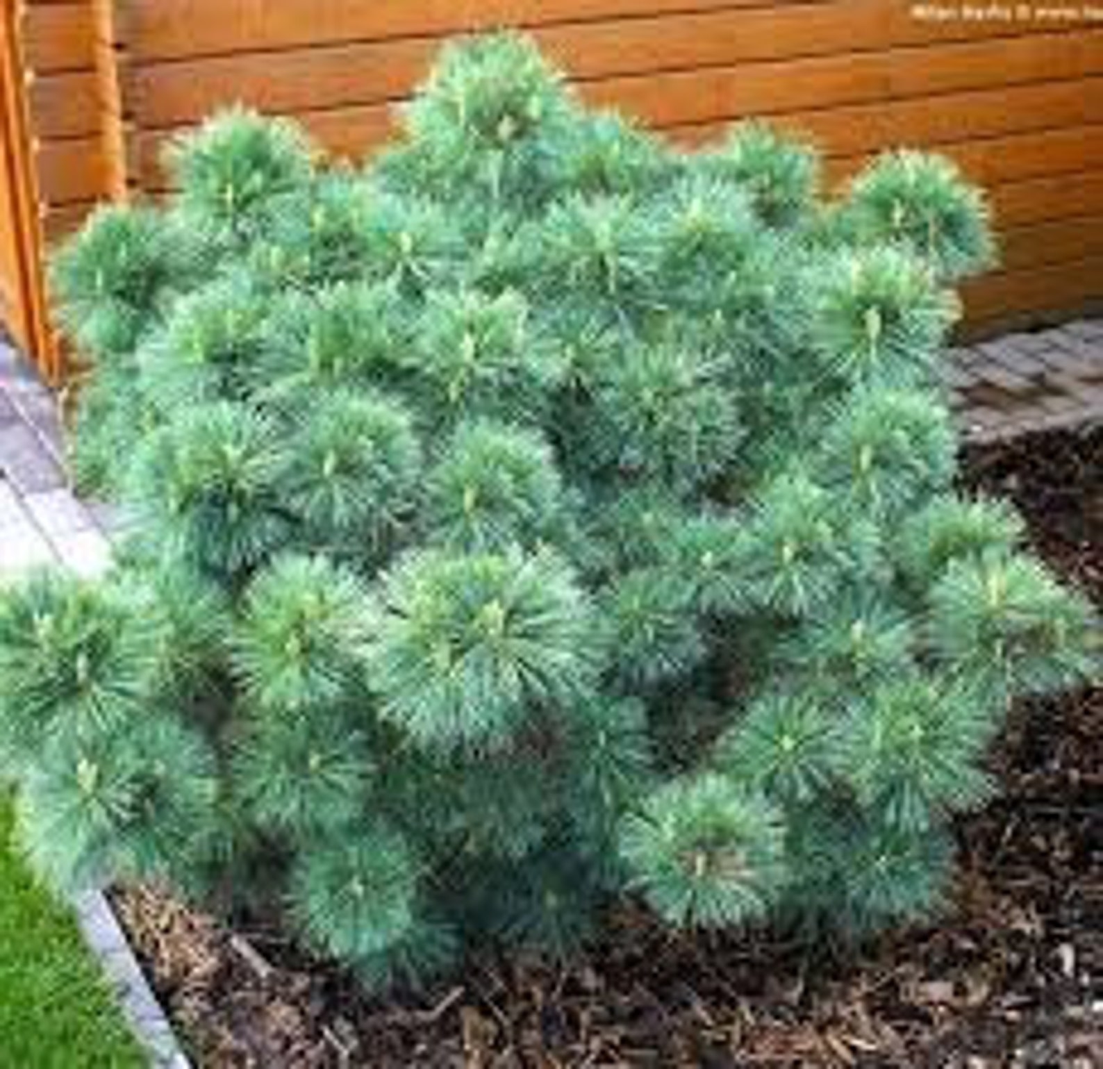 Pinus Strobus 'blue Shag' Eastern White Pine Live Plant 1 Gallon Pot - Etsy