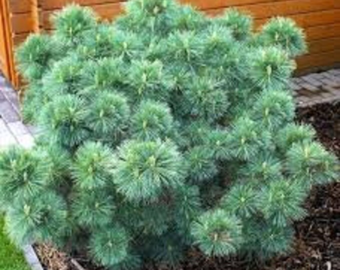 Pinus Strobus 'blue Shag' Eastern White Pine Live Plant 1 Gallon Pot - Etsy