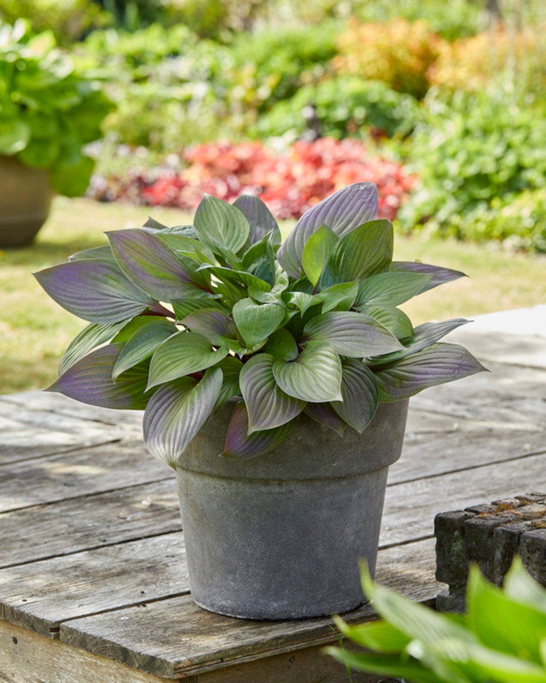 Hosta 'first Blush' #1 Division Size Starter Plant - Ships Bare Root - Etsy