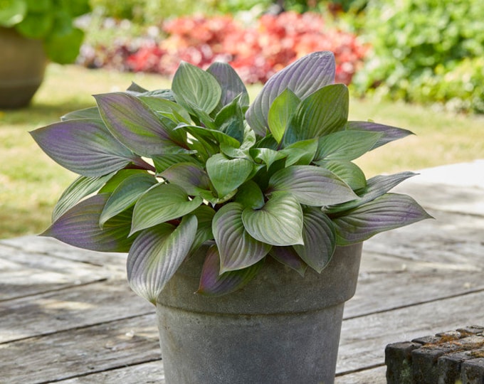 Drimiopsis Maculata Aka African Hosta - Etsy