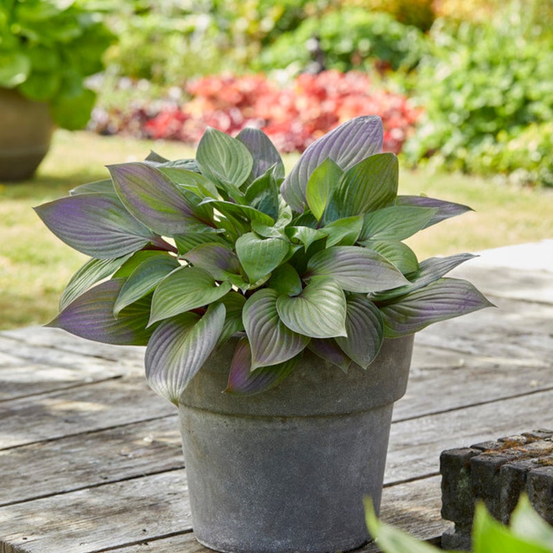 Rare Hosta Seeds - Etsy