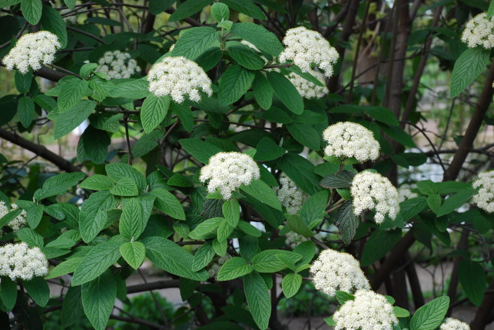 Allegheny Viburnum Viburnum rhytidophylloides | Etsy