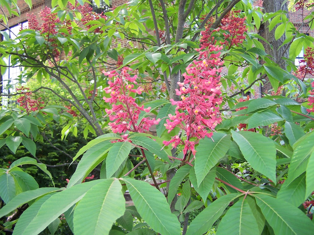 Red Buckeye - Aesculus Pavia - 1 Gallon Pot - Etsy
