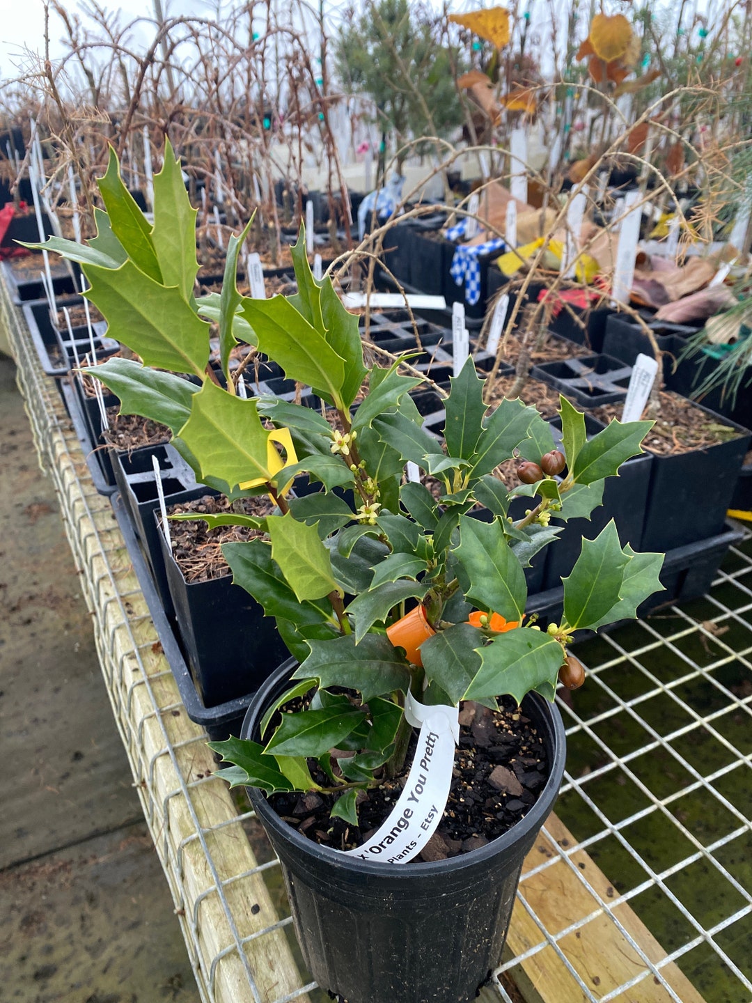 Ilex X 'orange You Pretty' - Live Plant - 1 Gallon Pot - Etsy