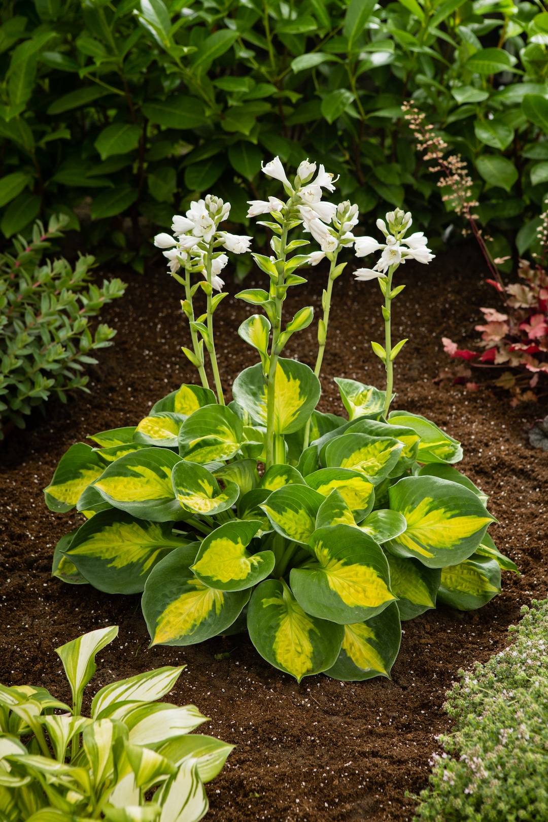 Hosta 'sunset Grooves' 1 Division Size Starter Plant Bare Root - Etsy