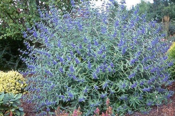 Caryopteris X Clandonensis blue Mist Blue Mist Bluebeard - Etsy