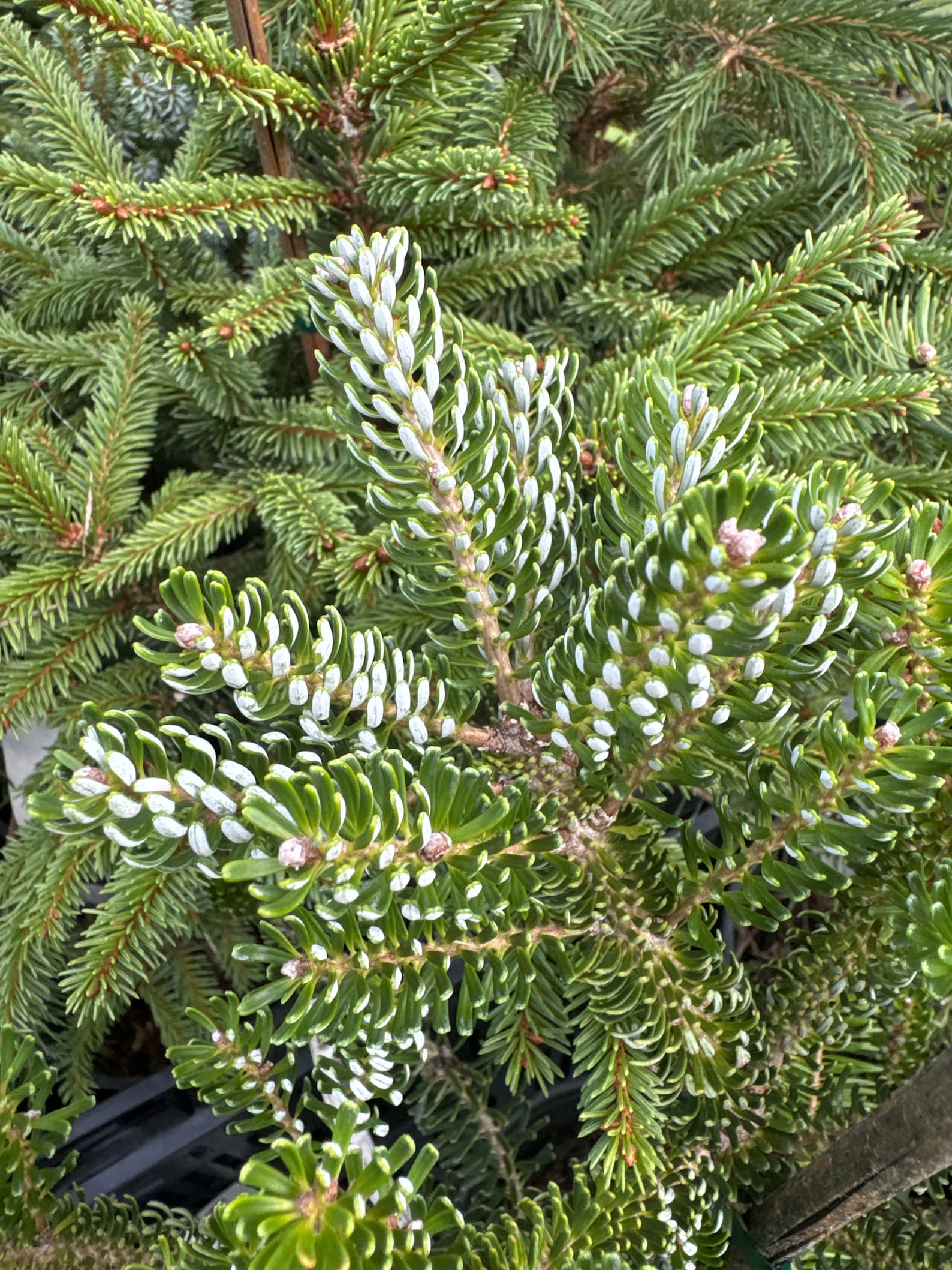 Abies Koreana 'horstmann's Silberlocke' - Korean Fir - Live Plant - 12 ...