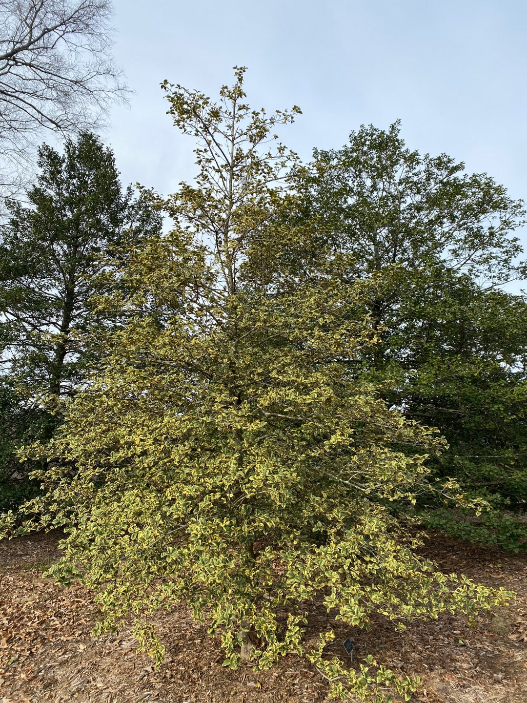 Ilex Opaca ‘steward’s Silver Crown’ - Variegated American Holly - Live ...