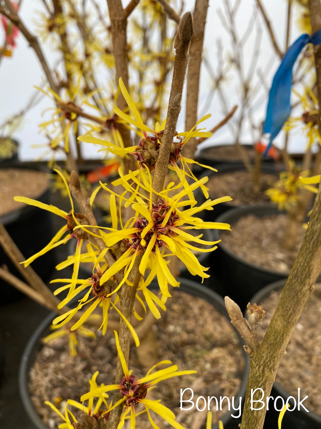 Hamamelis Mollis 'bonny Brook' - Witch Hazel - Live Plant - 12” Tall ...