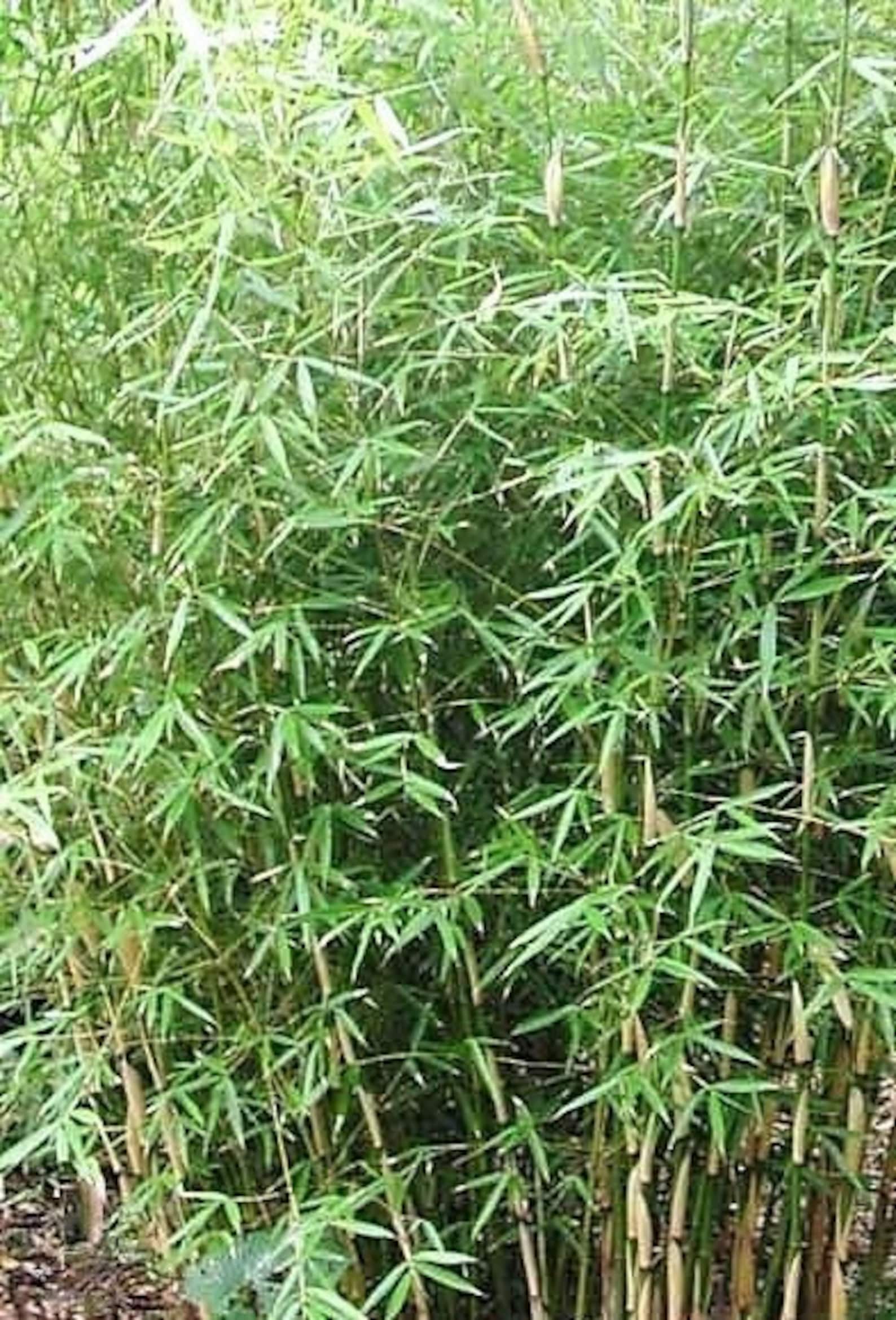 Fargesia Scabrida Bamboo - Live Plant - 1 Gallon Pot Size - Non ...