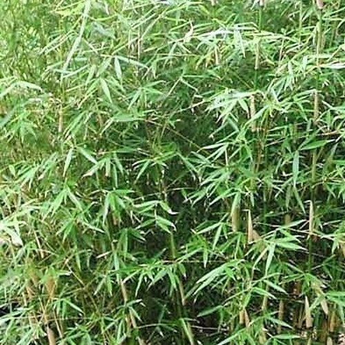 Fargesia 'rufa' Bamboo Live Plant 1 Gallon Pot - Etsy