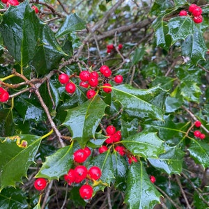 Ilex Opaca 'miss Helen' - Female American Holly - Live Plant - 12" Tall ...