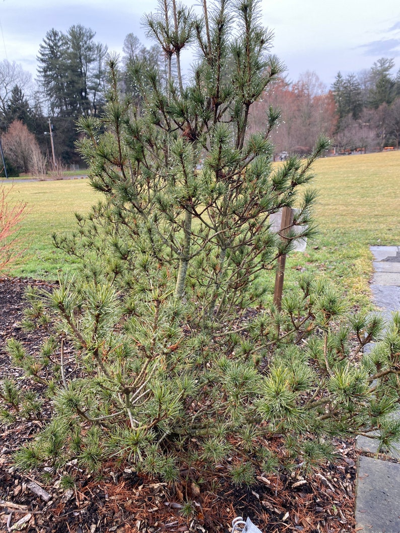 Pinus Strobus 'diggy' White Pine - Live Plant - 10” Tall - 1 Gallon Pot ...