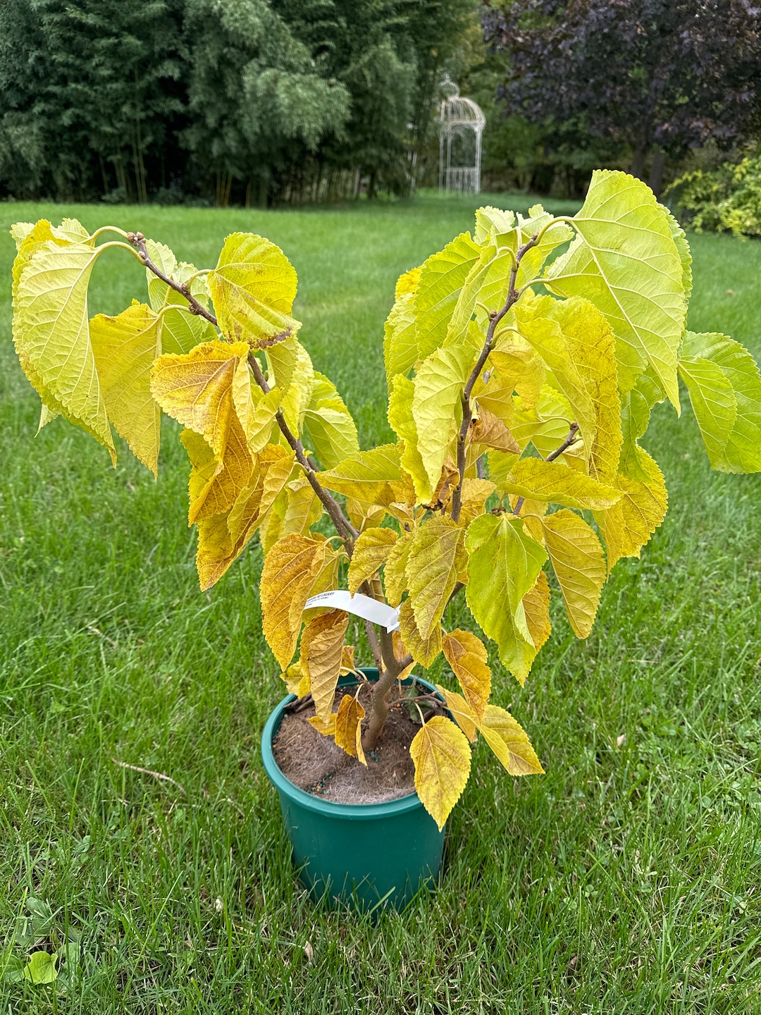 Morus Alba 'contorta' - Contorted Mulberry - Live Plant - 18" Tall - 2 ...