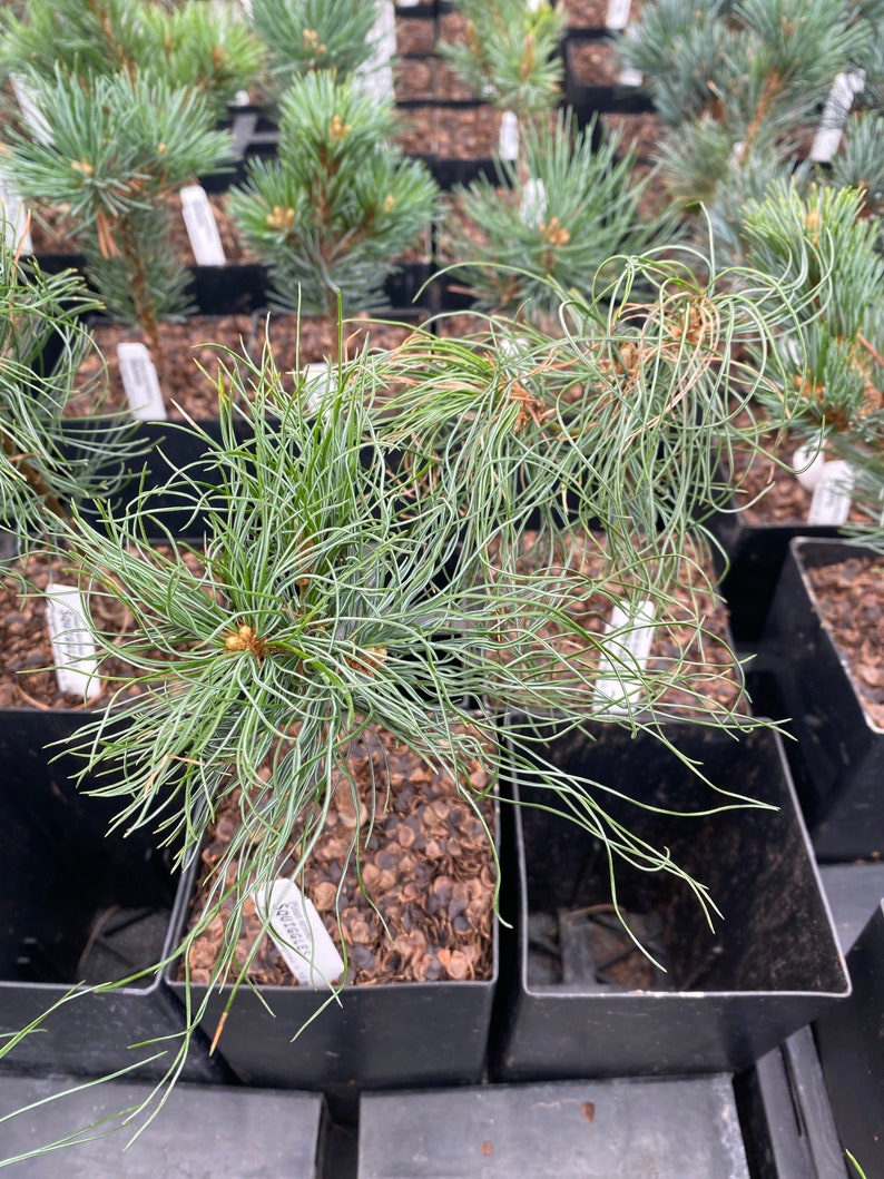 Pinus Strobus 'squiggles' White Pine Live Plant 10 Tall 1 Gallon Pot - Etsy