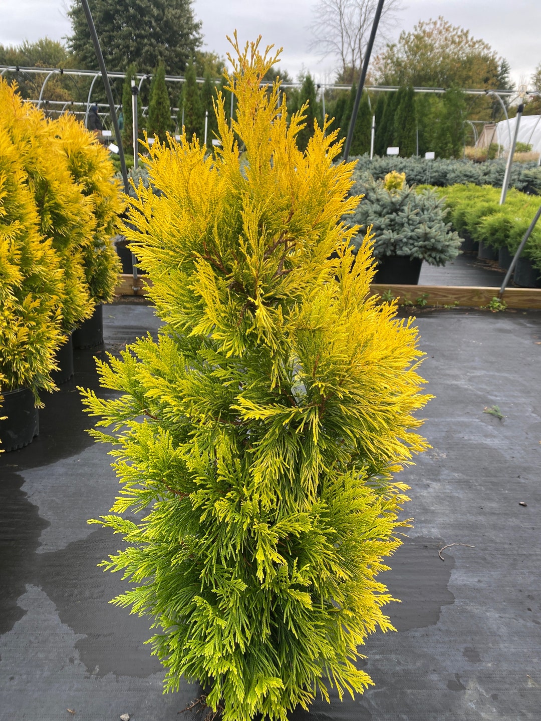 Forever Goldy® Arborvitae Thuja Plicata '4EVER' - Etsy