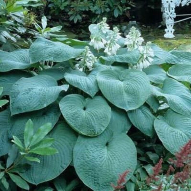 Hosta 'big Daddy' 3” Pot Size Starter Plant - Etsy