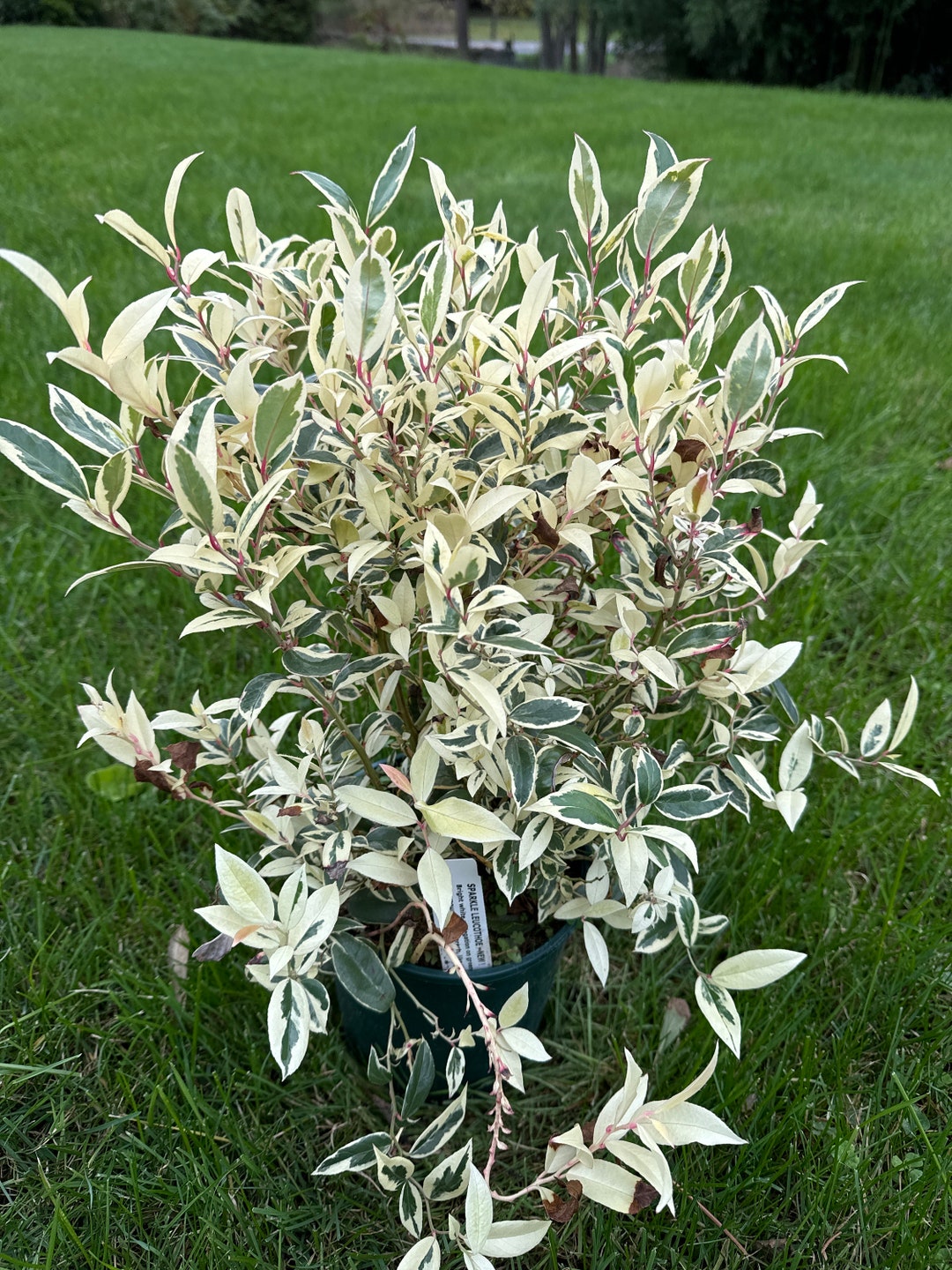 Leucothoe X 'sparkle' - Leucothoe - Live Plant - 1 Gallon Pot - Etsy