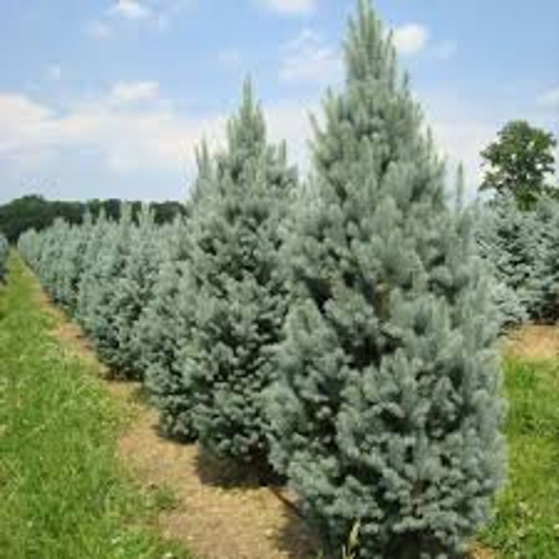 Picea Pungens 'iseli Fastigiata' - Colorado Blue Spruce - Live Plant ...