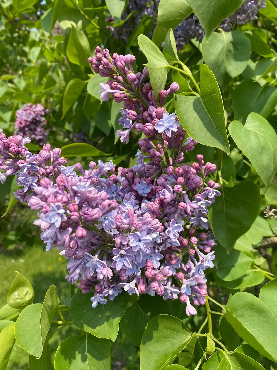 Syringa Vulgaris 'president Grevy' Lilac - Flowering Lilac - Live Plant ...