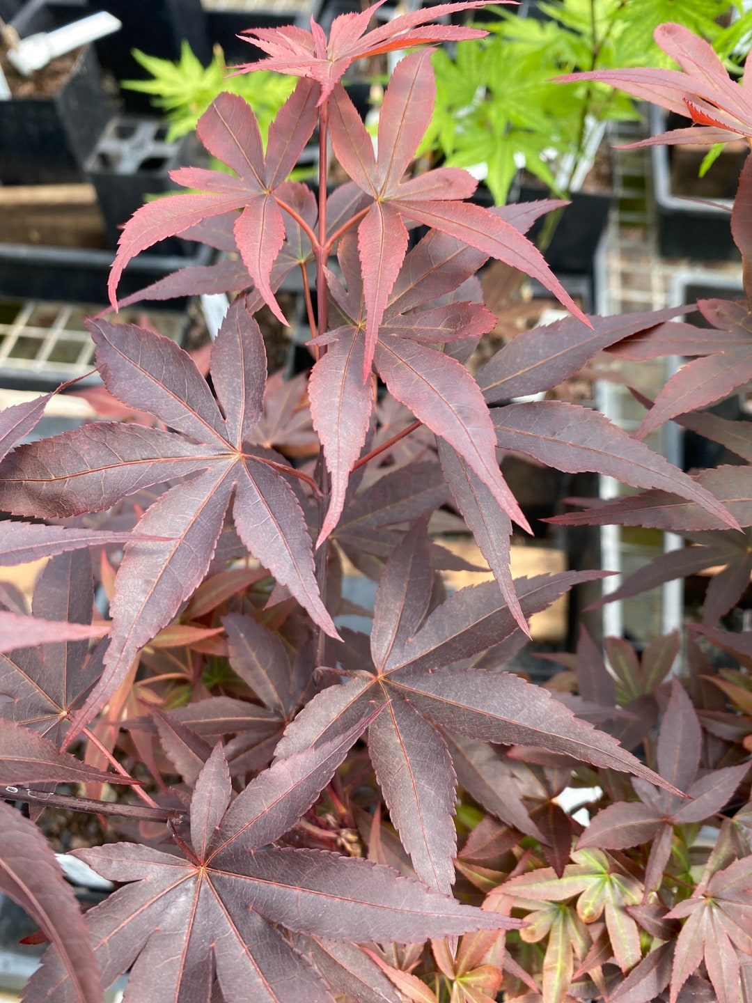 Acer Palmatum 'twombly’s Red Sentinal' - Japanese Maple - Live Plant ...