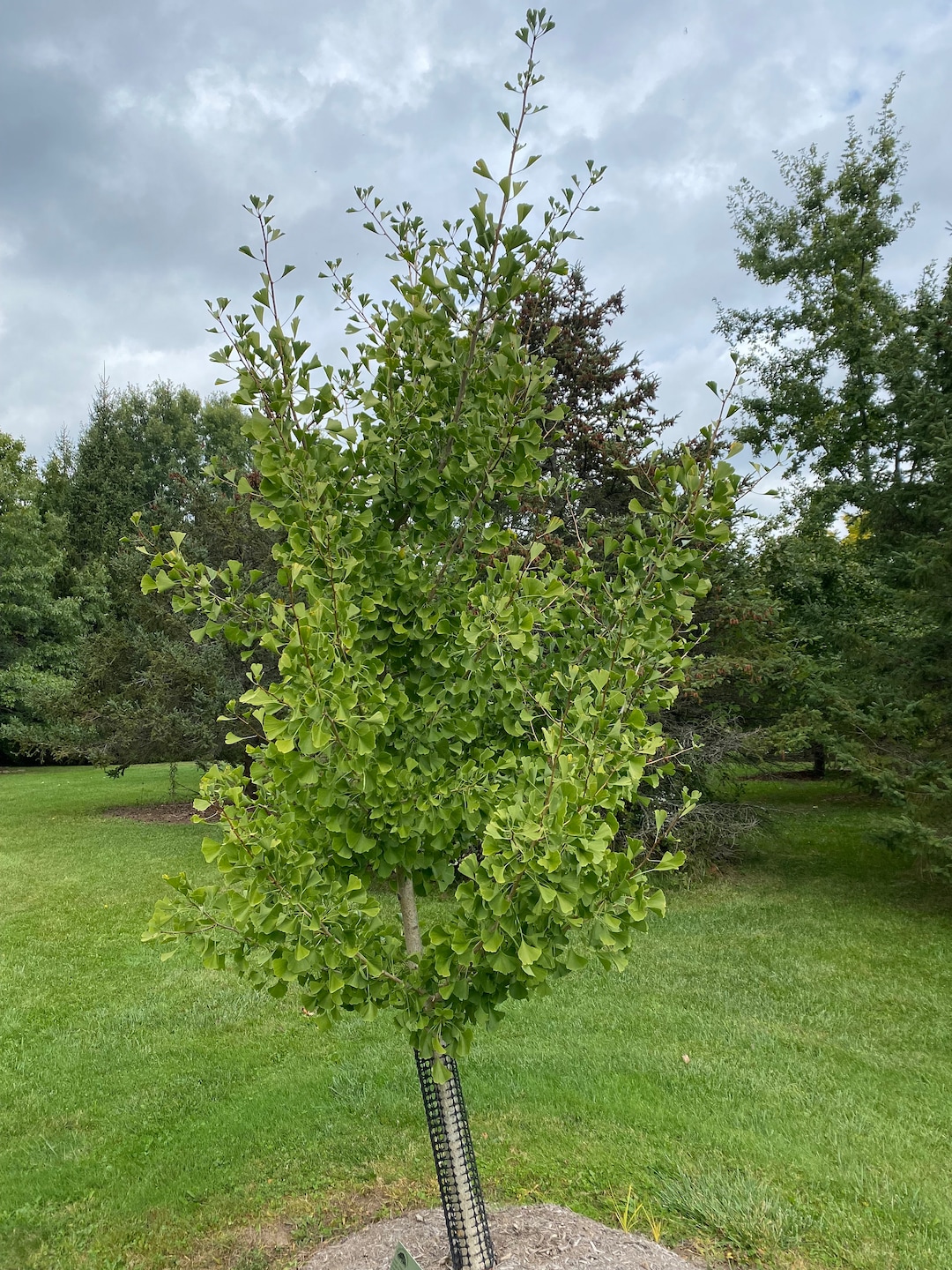 Ginkgo Biloba 'princeton Sentry' - Ginkgo Tree - Live Plant - 8” Tall ...