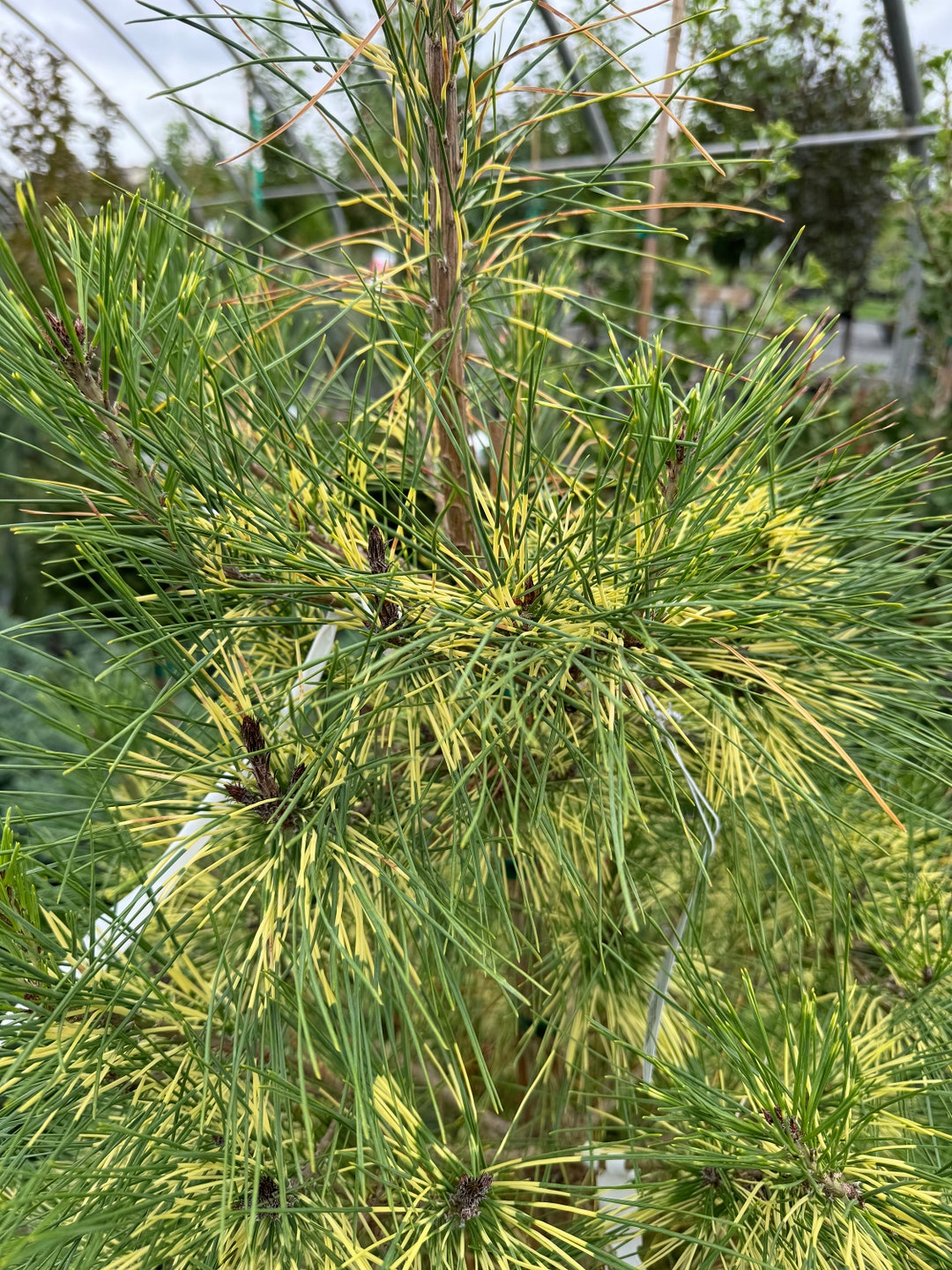 Pinus Densiflora 'golden Ghost' - Japanese Red Pine - 12" Tall - 1 ...
