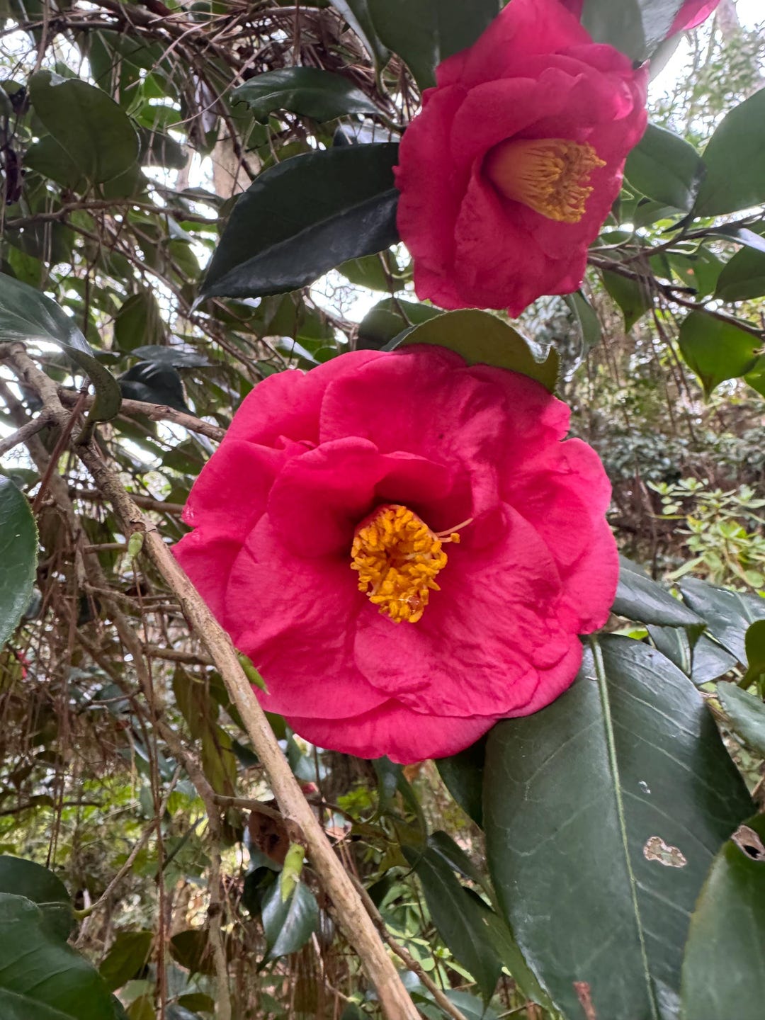 Camellia Japonica 'lady Clare' - Japanese Camellia - 3 Gallon Pot ...