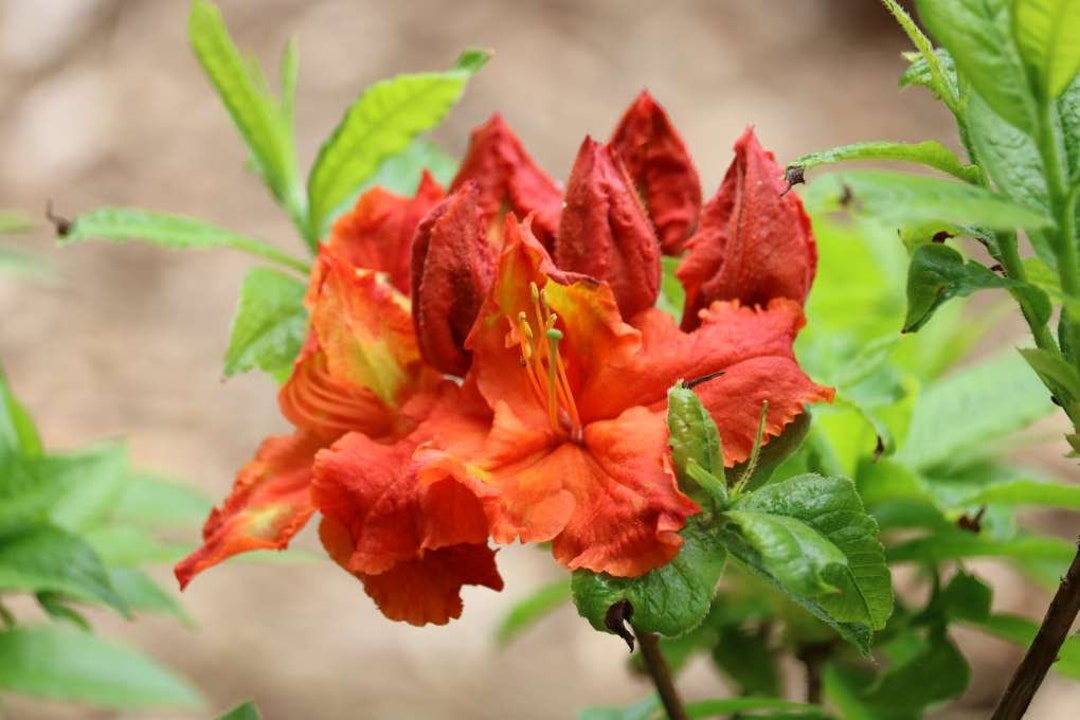Red Demon Azalea Live Plant 2 Gallon Pot Size Plant - Etsy