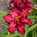 Hemerocallis 'double Pardon Me' Daylily 3 Bare Root Plants - Etsy