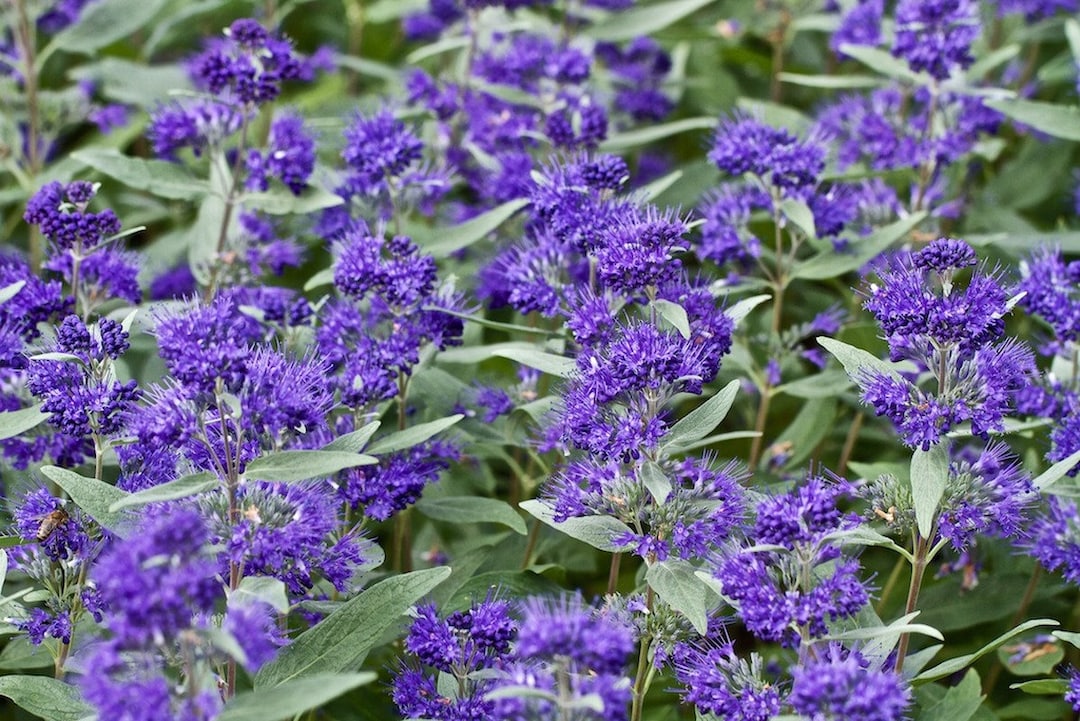 Caryopteris X Clandonensis 'dark Knight'- Dark Knight Bluebeard - 4 ...