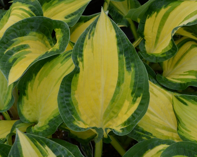 Hosta 'time Traveler' - Etsy