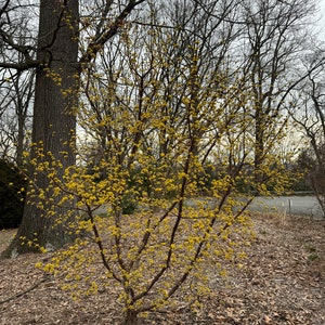 Cornus Officinalis 'kintoki' Japanese Cornel Dogwood Live Plant 24 Tall ...