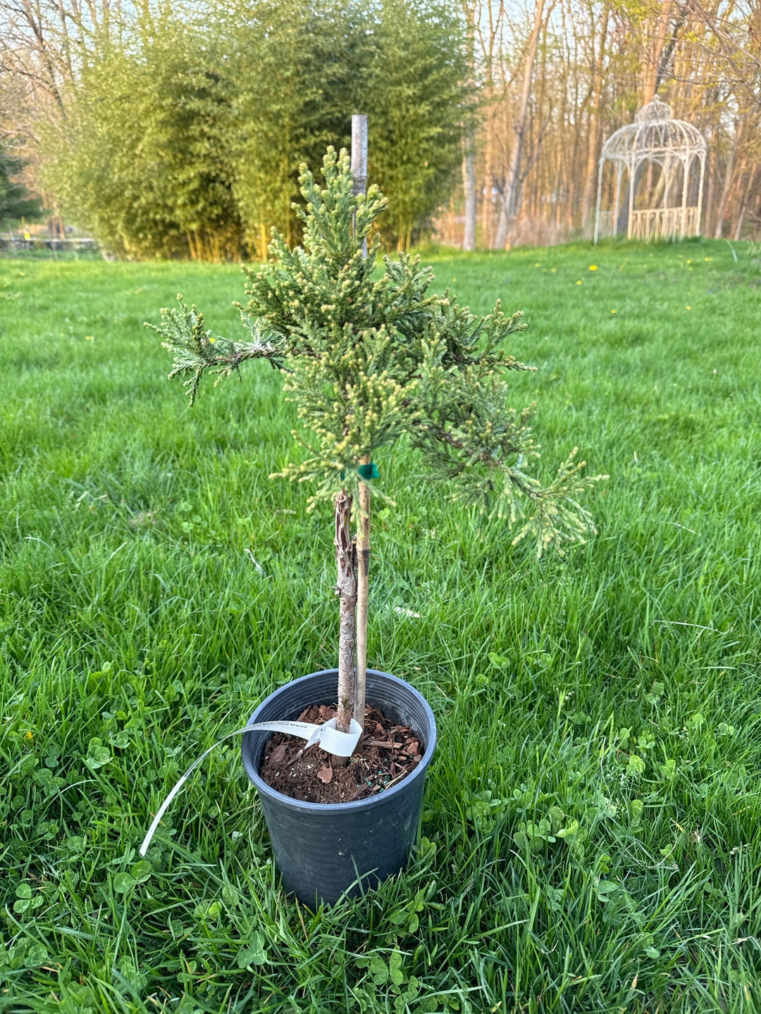 Sequoiadendron Giganteum 'von Martin' - Giant Sequoia - 12" Tall - 1 ...