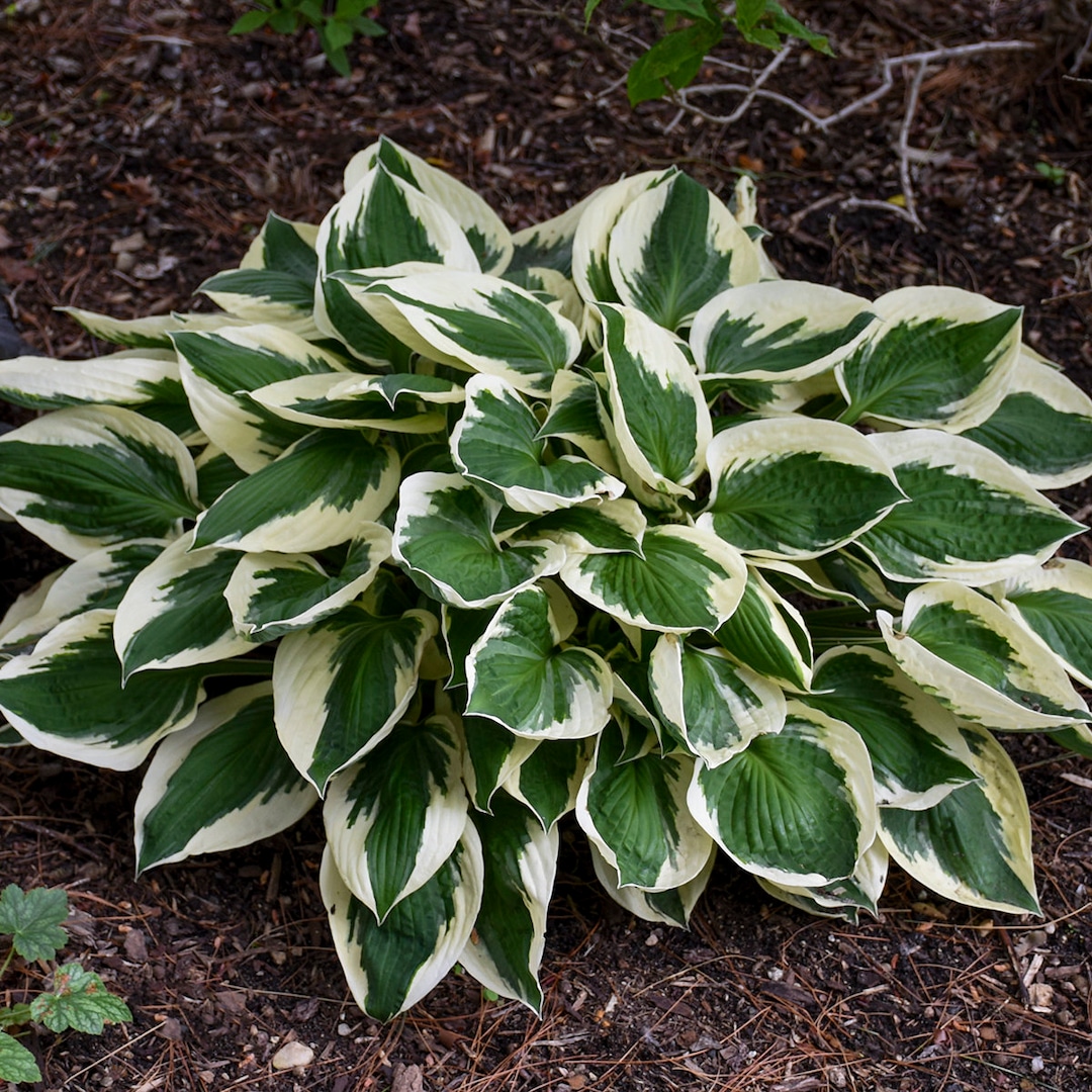 Hosta 'patriot' - 3" Pot Size Starter Plant - Etsy
