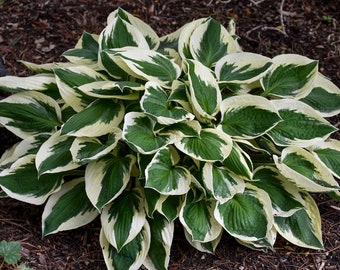 Hosta 'maui Buttercups' 3 Pot Size Starter Plant | Etsy
