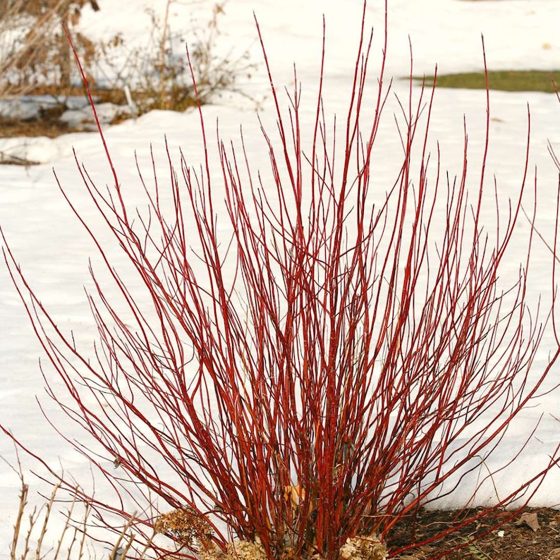 Arctic Fire Red Twig Dogwood Cornus Sericea 4 Pot - Etsy
