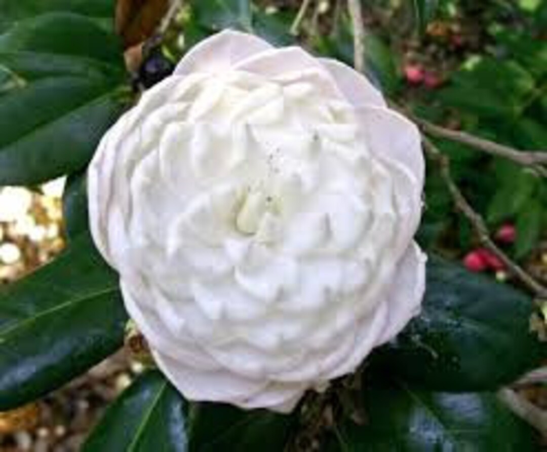 Camellia Japonica 'sea Foam' Japanese Camellia 3 Gallon Pot Live Plant ...