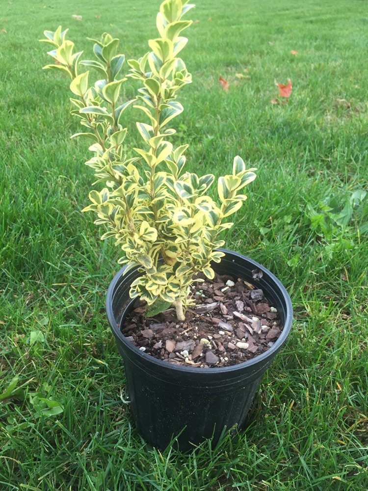 Buxus Sempervirens Variegata