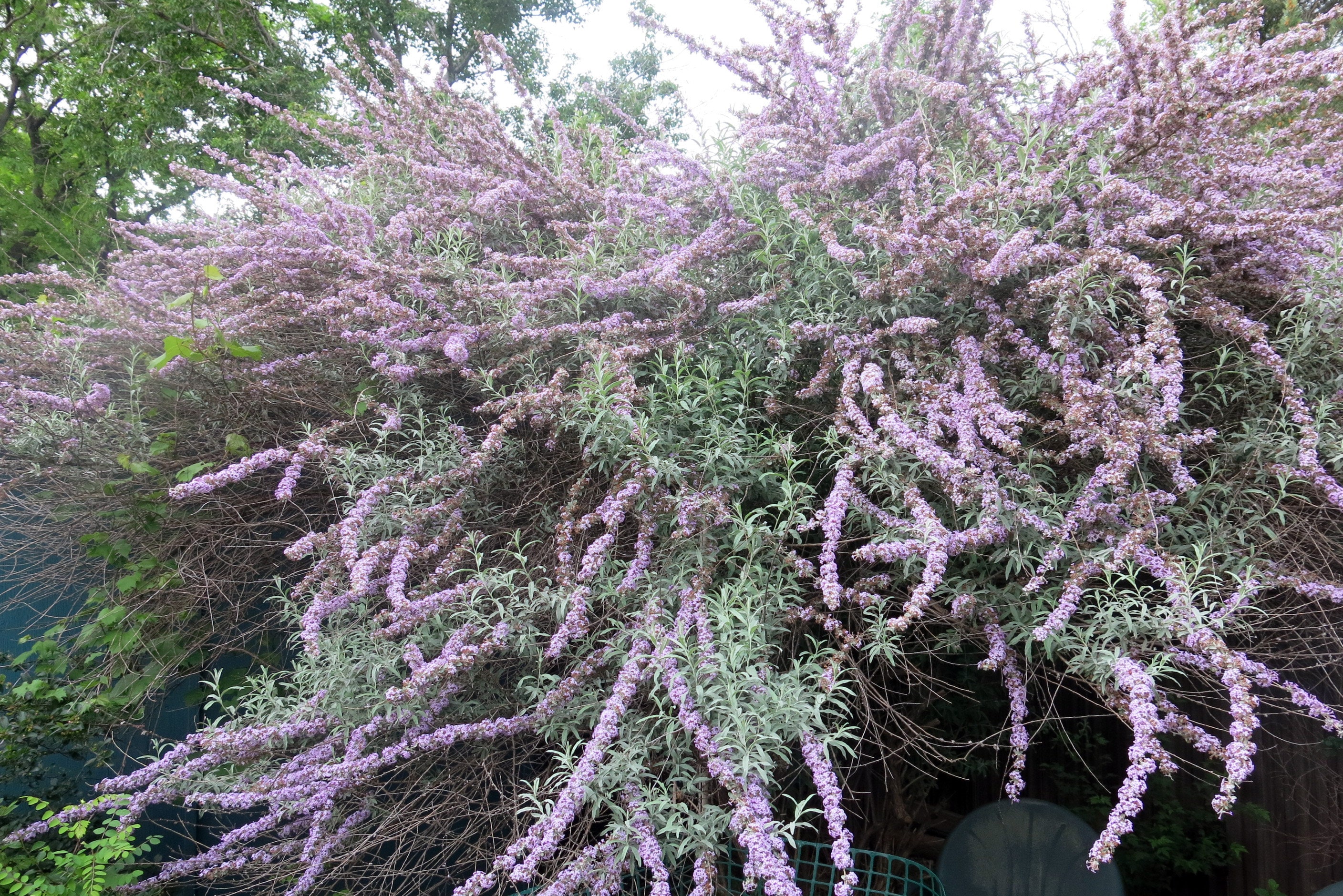 Buddleia Alternifolia 'argentea' - Silver Fountain Butterfly Bush ...
