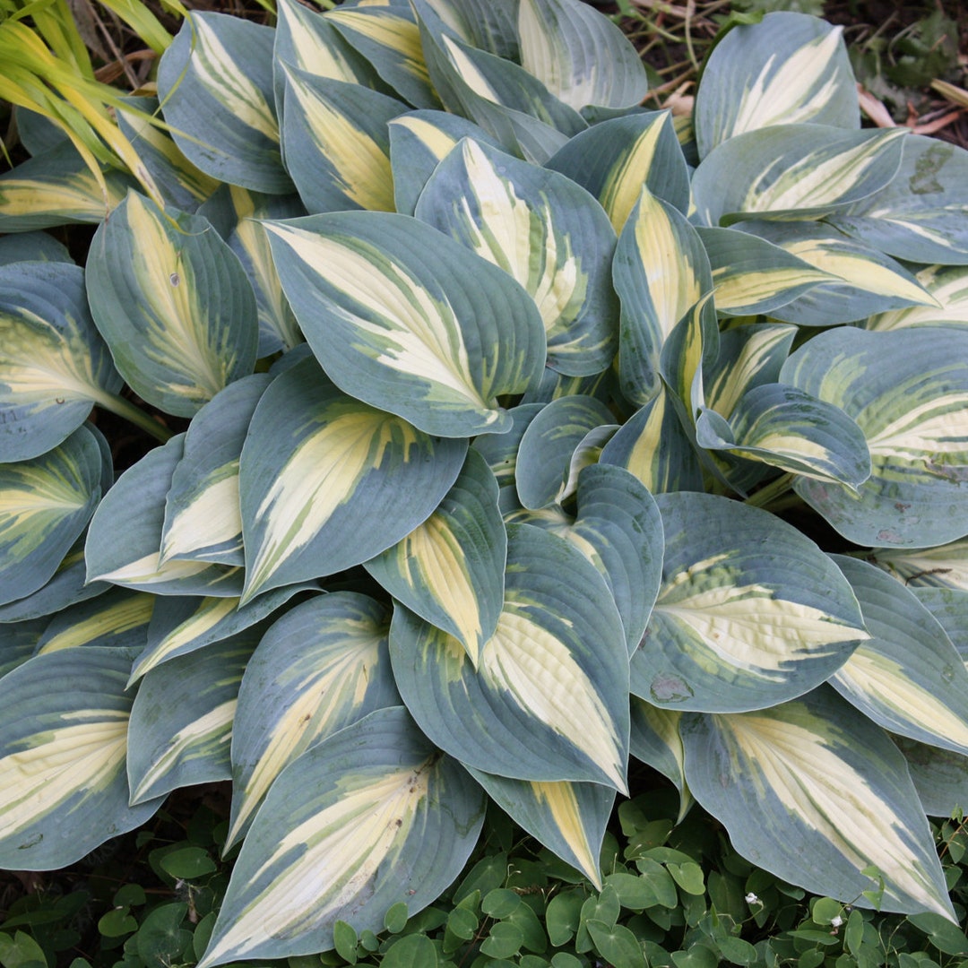 Hosta 'high Society' 3" Pot Size Starter Plant - Etsy
