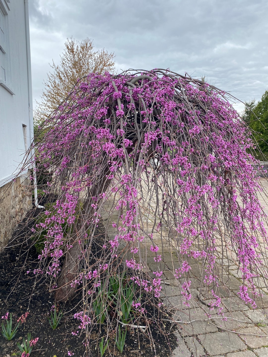 Lavender Twist Weeping Redbud Cercis Canadensis 'covey' Live Plant 36 ...