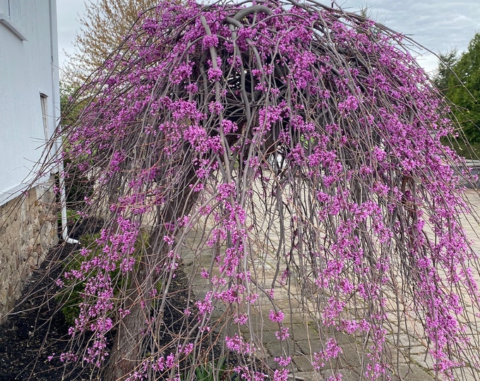 Lavender Twist Weeping Redbud - Cercis Canadensis 'covey' - Live Plant ...