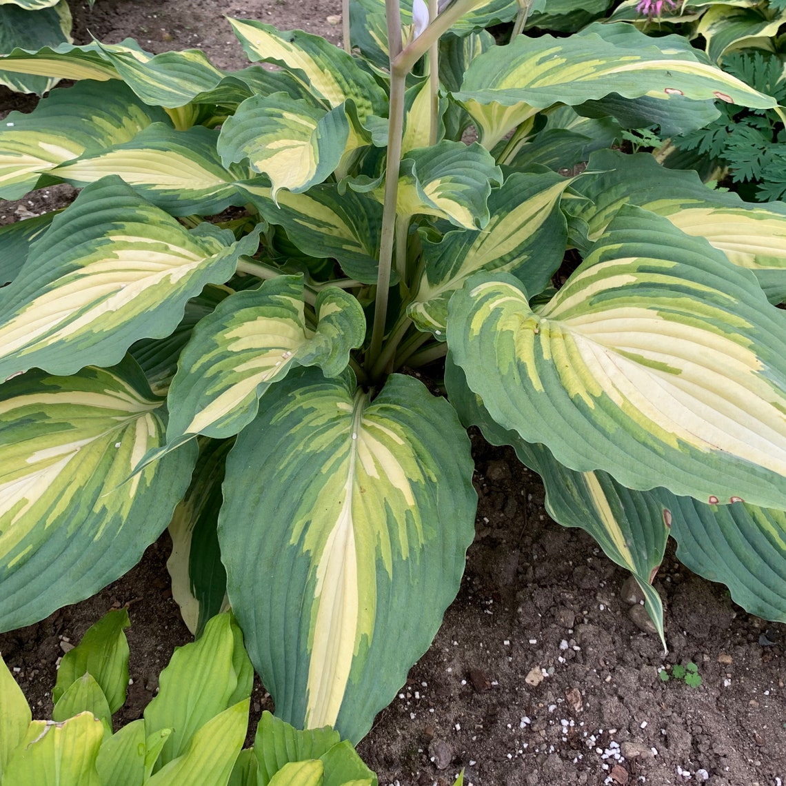 Hosta 'love Story' 3" Pot Size Starter Plant - Etsy