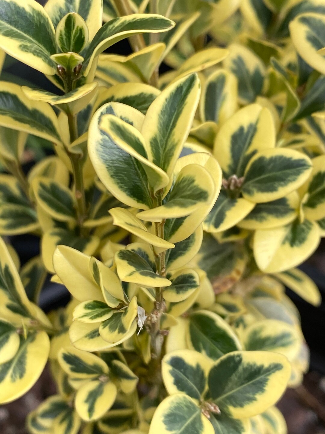 Buxus sempervirens 'Variegata' Boj abigarrado - Etsy España