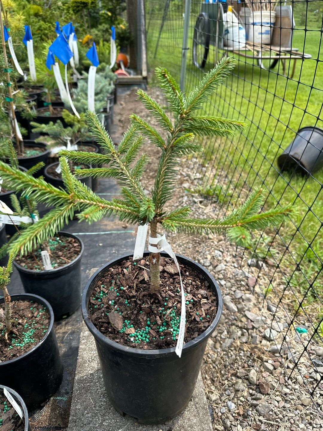 Picea Abies 'rotenhausii' - Weeping Norway Spruce - 10" Tall - 1 Gallon Pot - Etsy