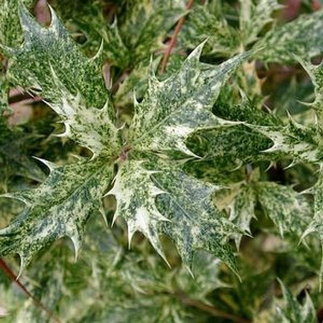 Osmanthus Heterophyllus 'goshiki' - Goshiki False Holly - 1 Gallon Pot ...